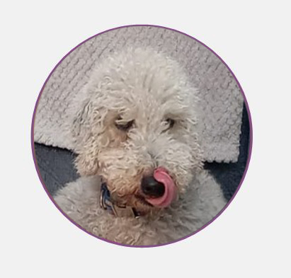 Welcome to Ewan’s Sponsor a Foster Dog page - Bedlington Terrier Rescue